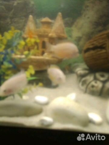 Семья цихлид