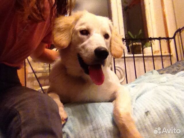 Найдена собака-подросток лабрадор ретривер