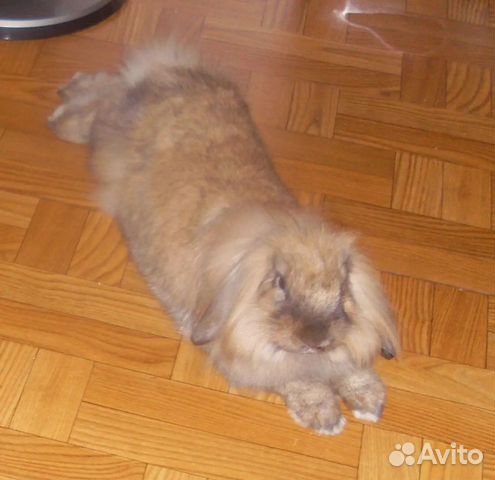 Вислоухий кролик