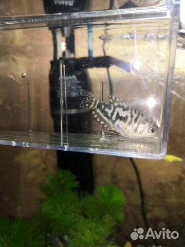 Рыбка гурами
