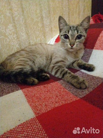 Кошка редкой породы