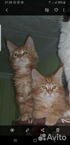 Мейн куны