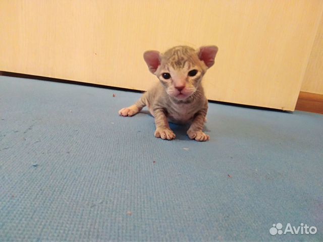 Донской сфинкс браш девочка