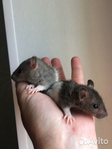 Малыши крысята