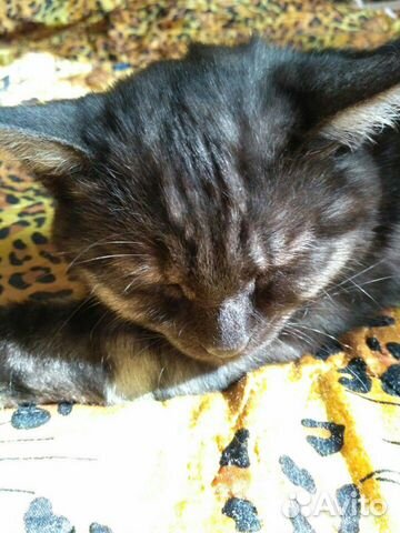 Ищет дом красивый котик