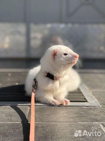 Продам очень милого хорька