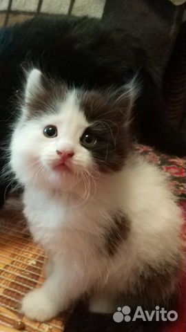 Малышка ищет дом