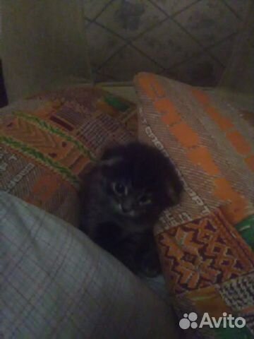 Веслоухие британци без паспорта