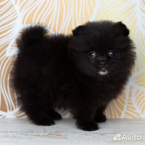 Померанский шпиц