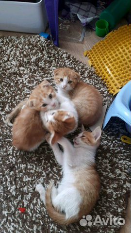 Вислоухие британские котята