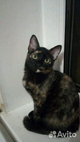 Крошка Яшма