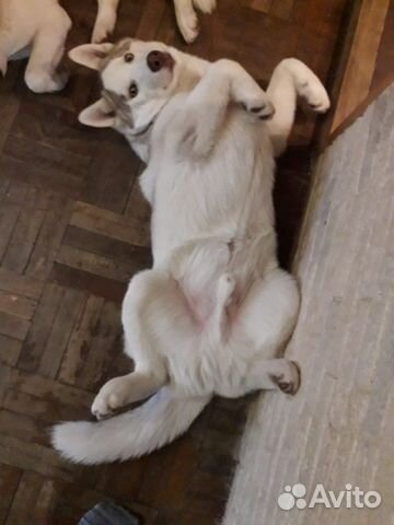 Вязка сабаки
