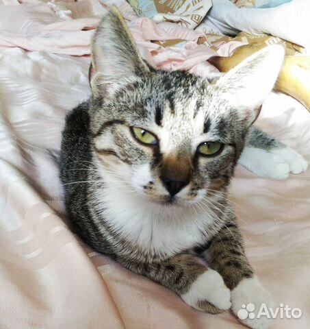 Мурочка, 3 мес., в хорошие руки, с доставкой