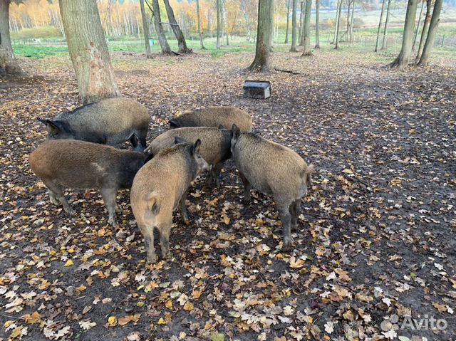 Кабаны дикие (вольерного содержания)