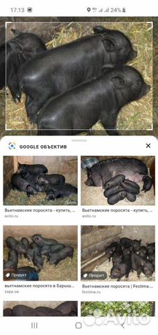 Вьетнамские поросята 1,5 2 мес