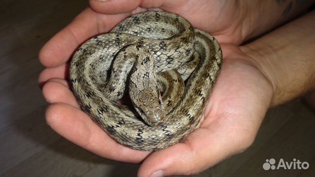 Узорчатый полоз