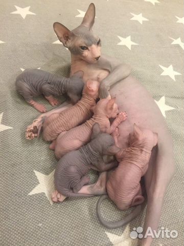 Котята канадского сфинкса