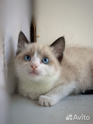 Котёнок самый необычный