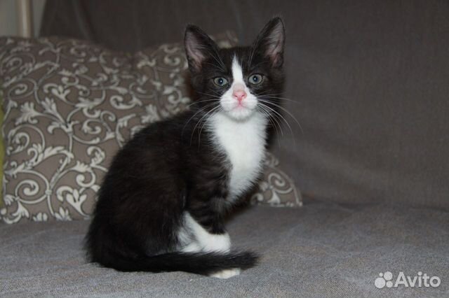 Ищем добрые руки