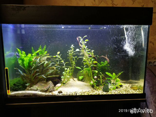 Аквариум с тумбой и оборудованием 80л