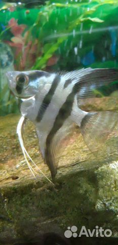 Отдам рыбок