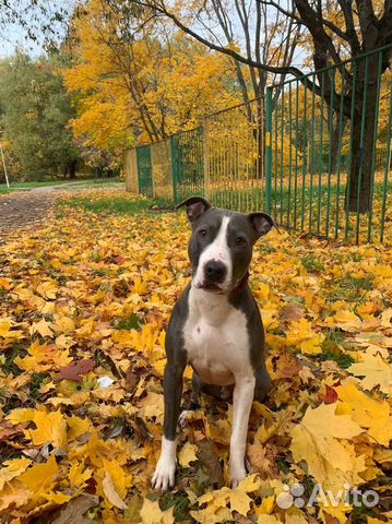 Питбуль «Шираз»