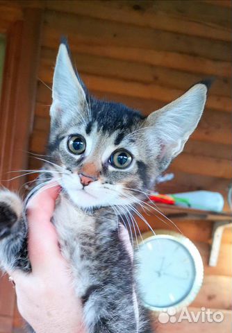 Чаузи Ф3 котята