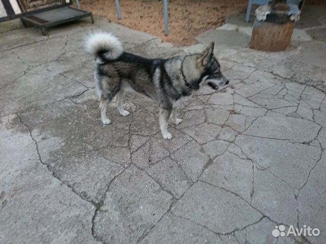 Кабель западно-сибирской лайки 3 года,для вязки