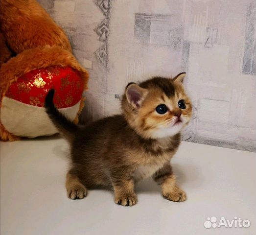 Улётные кото-малыши для Вас