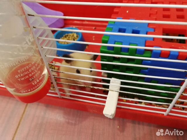 Сирийский хомяк