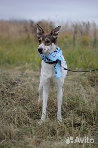 Чудо собака в добрые руки, в дар
