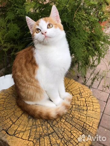 Ласковый рыжулька