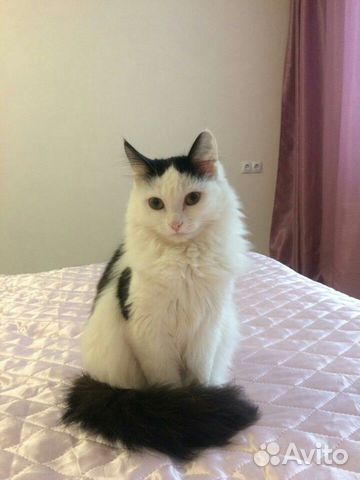 Отдам хорошего, ласкового, домашнего котика