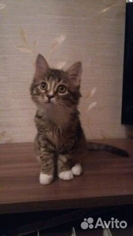 Малыш Жорик ищет семью