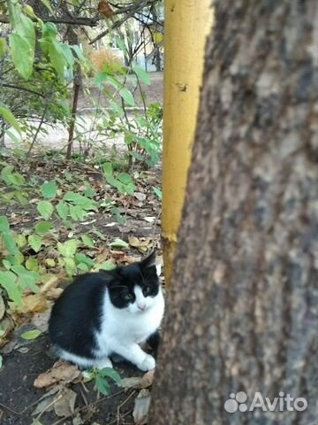 Очаровательные малышки кошечки