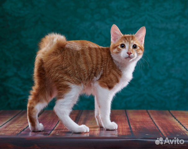 Короткошёрстный котёнок котик из питомника