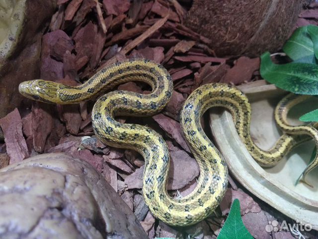 Узорчатый полоз