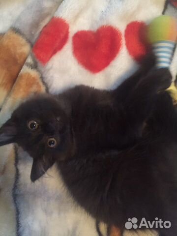 Отдам в хорошие руки