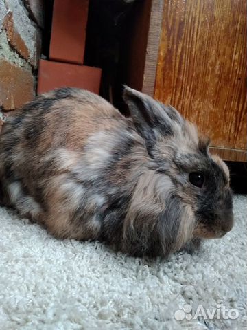 Ласковый кролик с клеткой