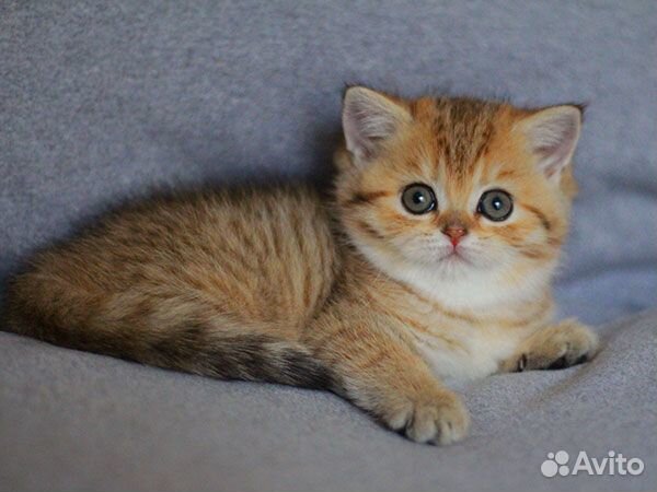 Солнечная девочка