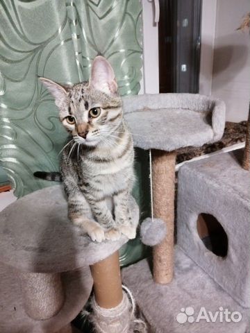 Котята, совместимые с собакой