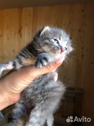 Ищут дом завязанные в пакет и выброшенные на смерт