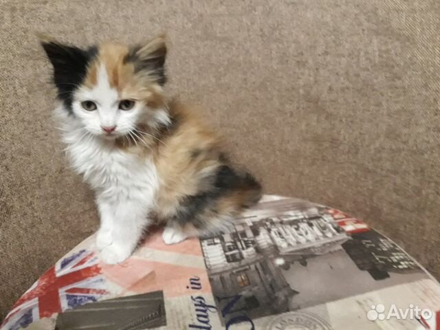 Котёнок ищет дом