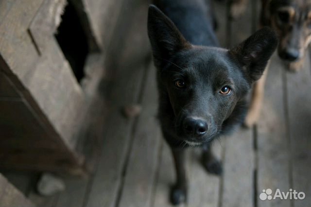 Ждёт своих родителей лиса Алиса