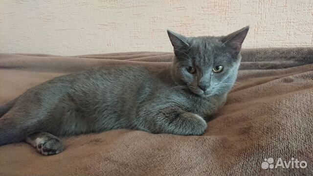 Плюшевое чудо