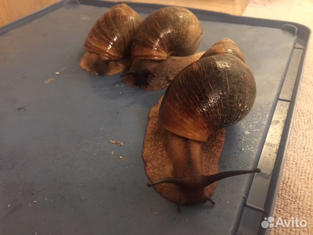 Улитки взрослые архахатина маргината эгрегия +конт