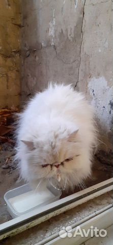 Персидская белая кошка