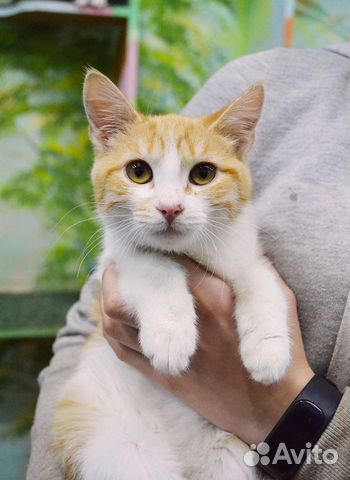 Кошечка ищет дом