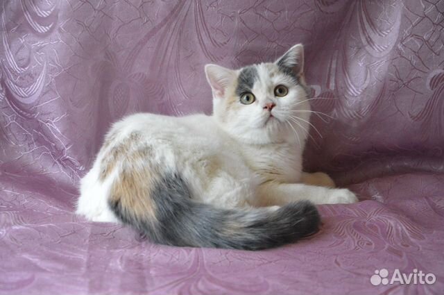 Очаровательная черепашка скоттиш страйт в брид