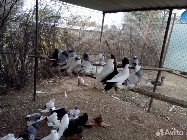 Продаются голуби